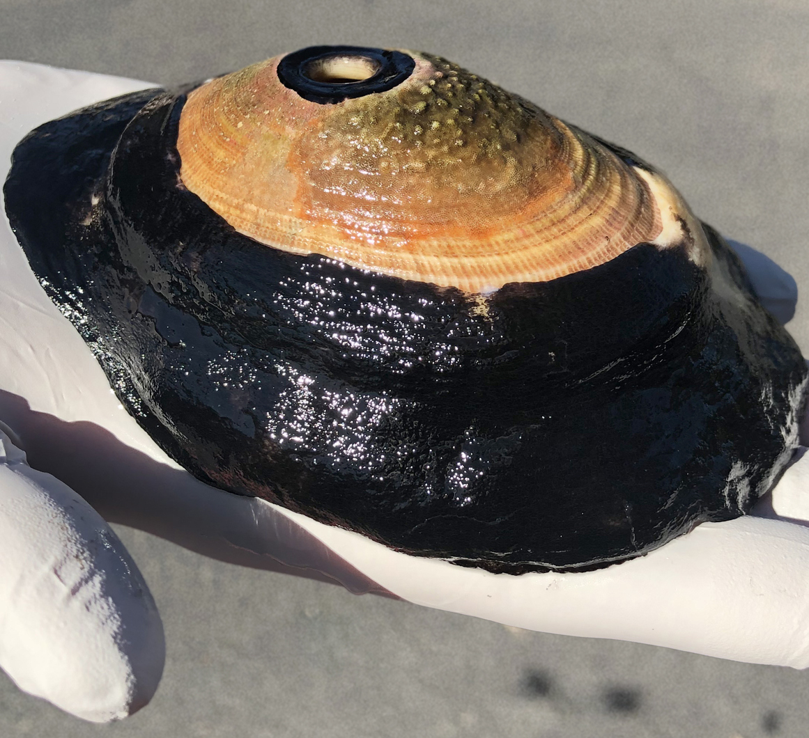 Medicine from the blue blood of marine snails - Healthcare industry