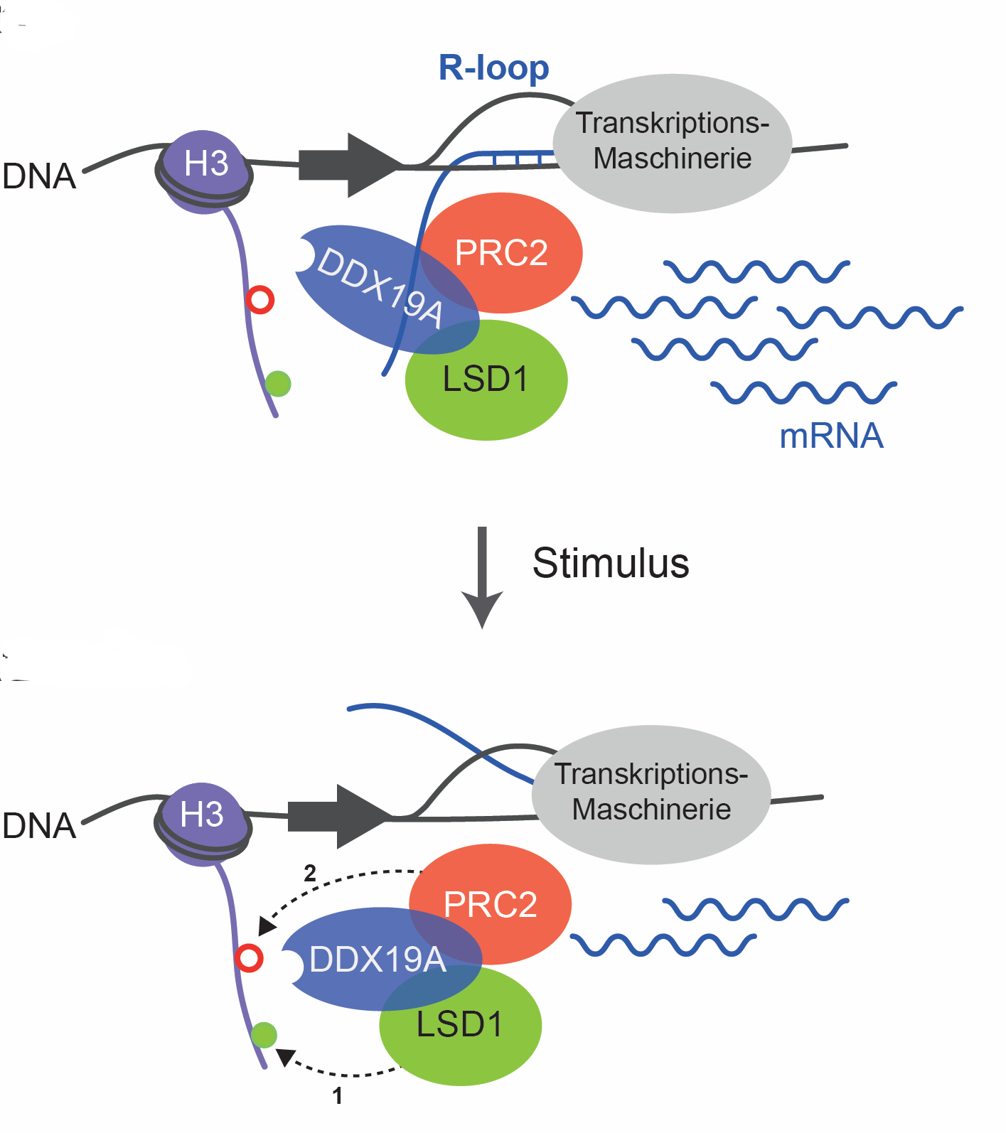 New investigation method for deciphering complex epigenetic networks ...